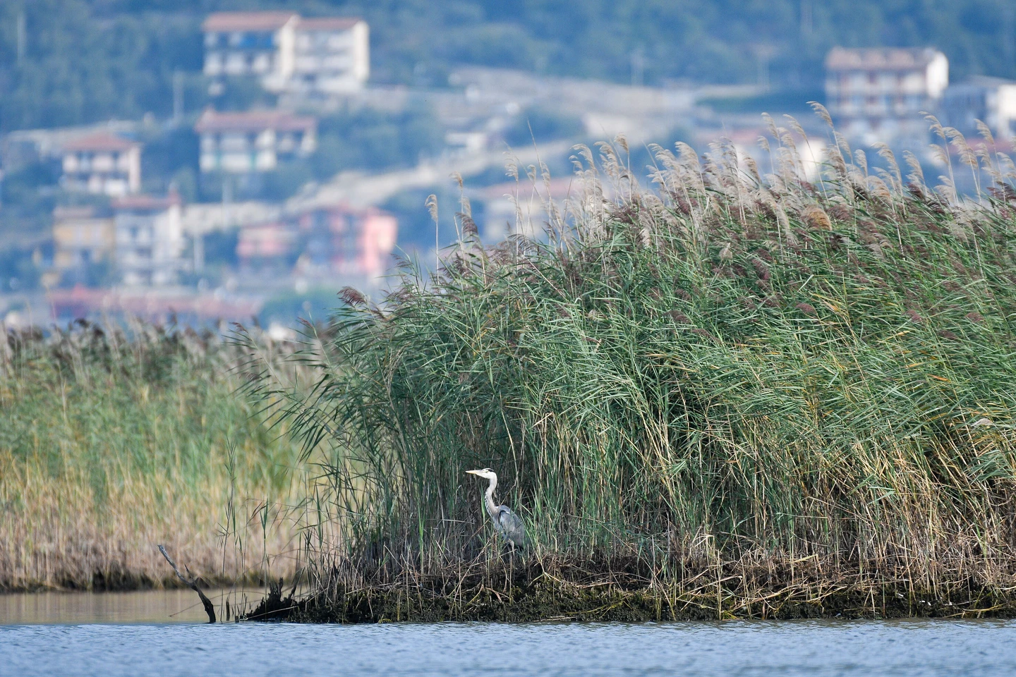 Photo-Trekking in the Sebino marshes - NowMyPlace